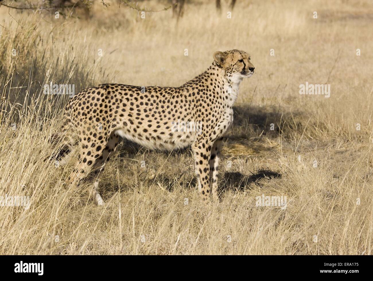 Cheetah side profile hi-res stock photography and images - Alamy