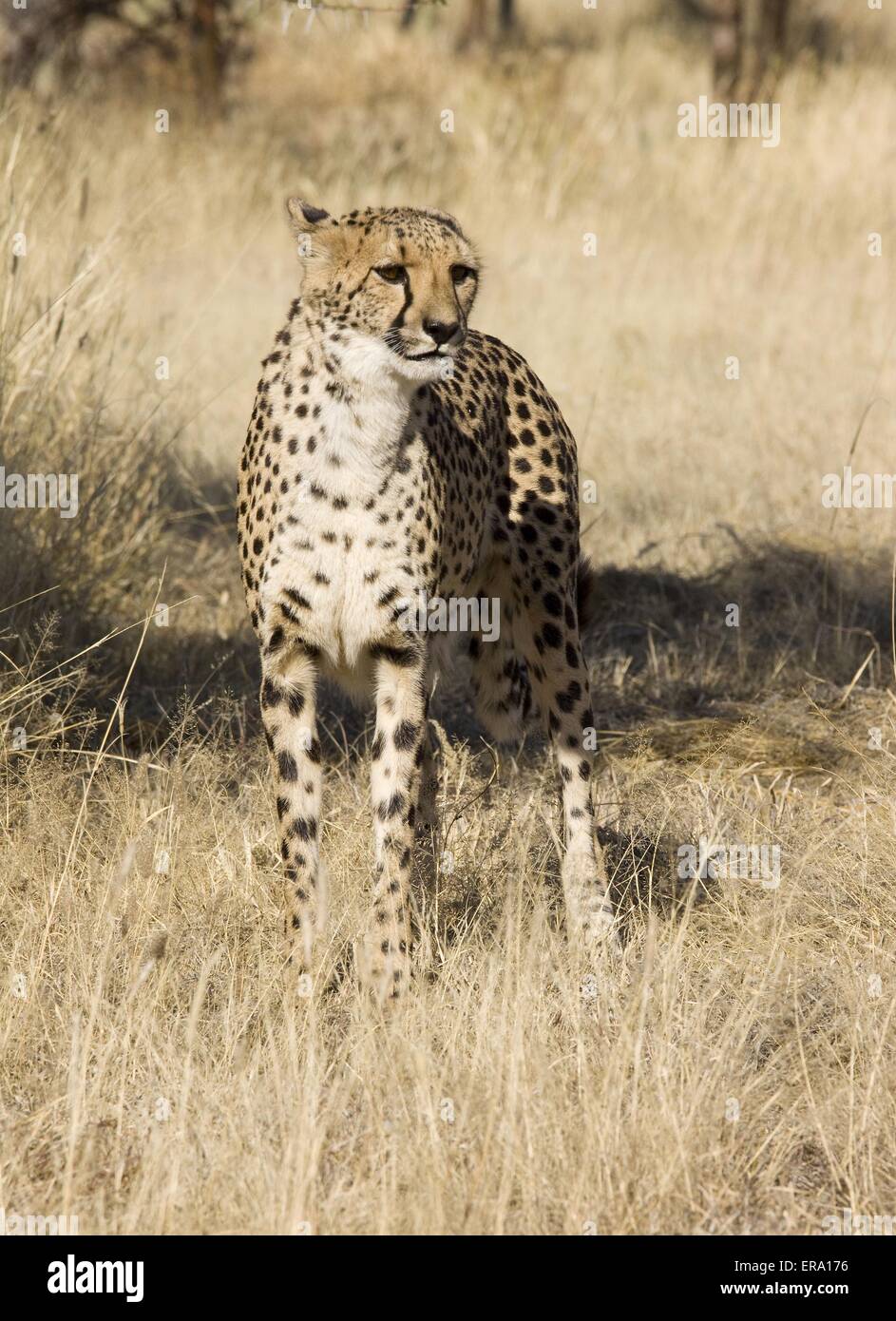 Frontal of a cheetah hi-res stock photography and images - Alamy