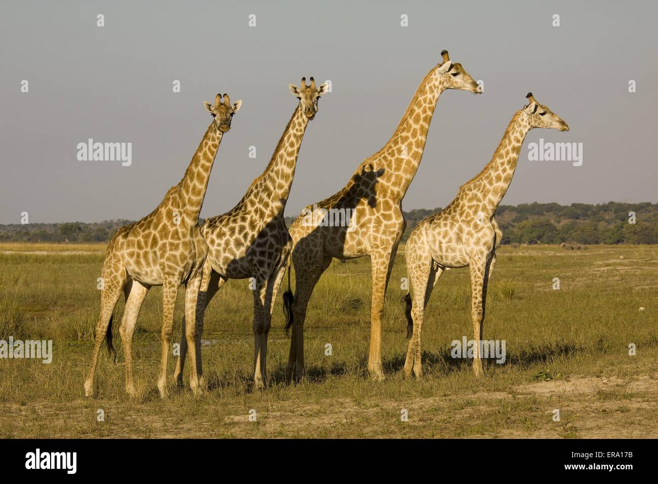4 giraffes hi-res stock photography and images - Alamy