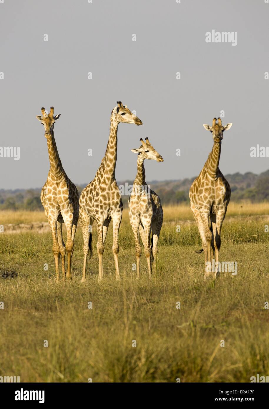 4 giraffes hi-res stock photography and images - Alamy