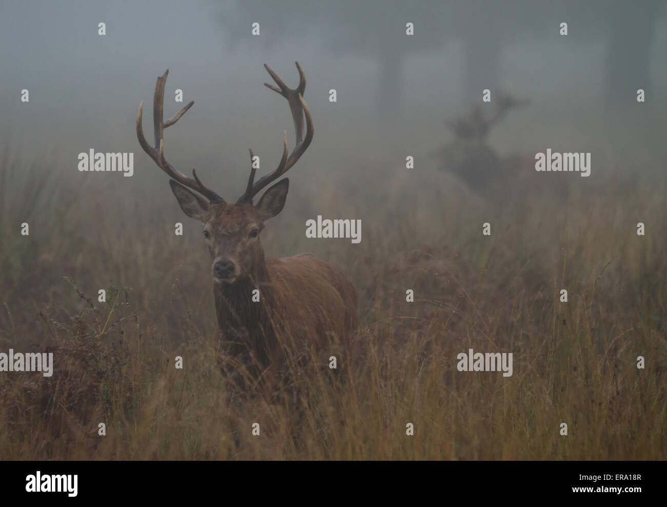 Red Deer Stag in the Fog and Mist in Richmond Park Stock Photo - Alamy