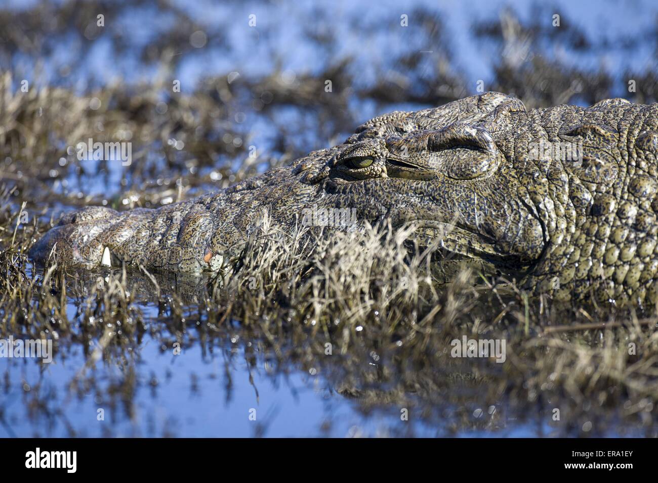Nile riverfront hi-res stock photography and images - Alamy