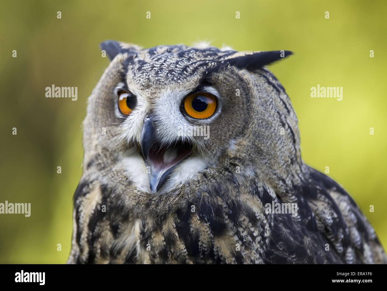 Eurasian eagle owl with open beak hi-res stock photography and images ...