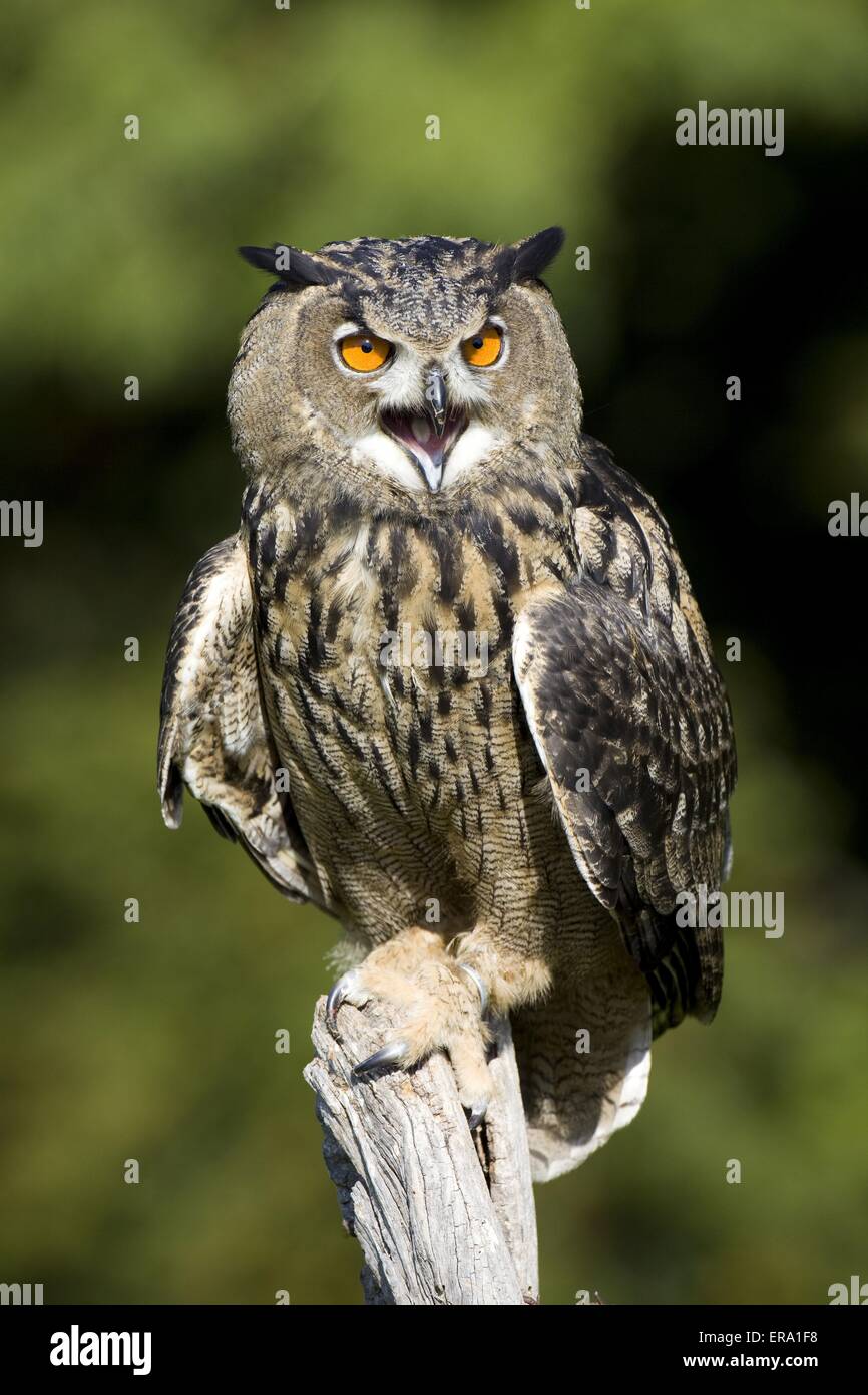 Pale eagle owl hi-res stock photography and images - Alamy