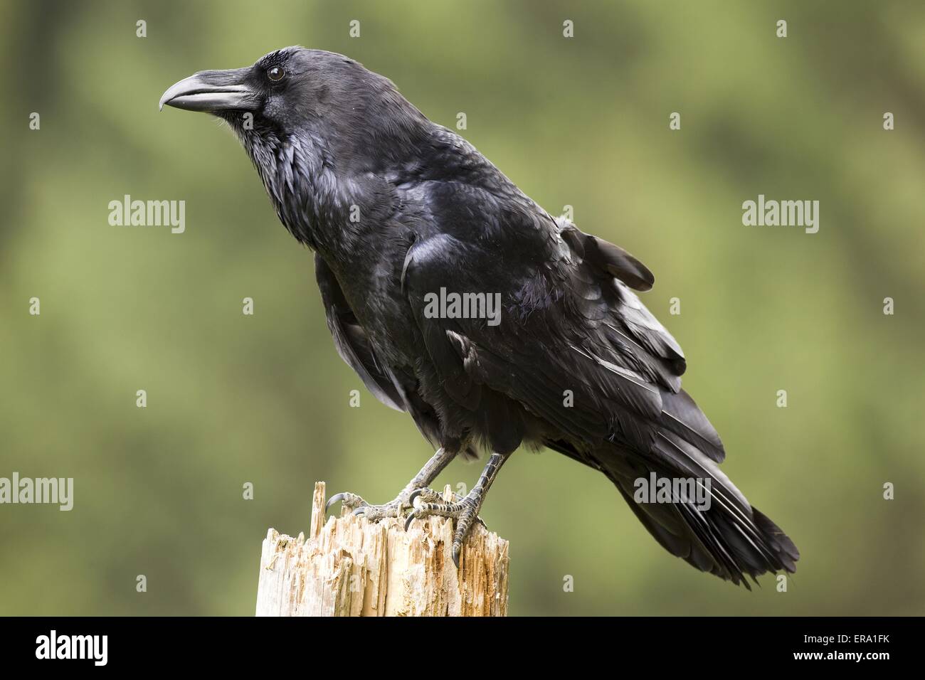 Raven hi-res stock photography and images - Alamy