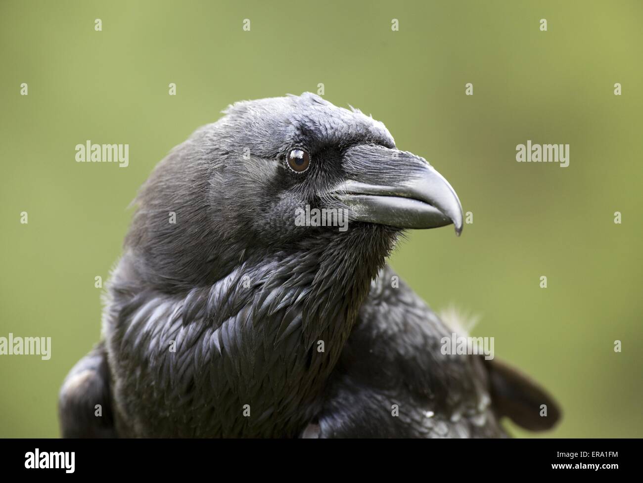 Raven High Resolution Stock Photography and Images - Alamy