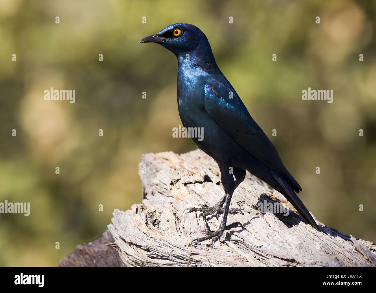 Shouldered starling hi-res stock photography and images - Alamy