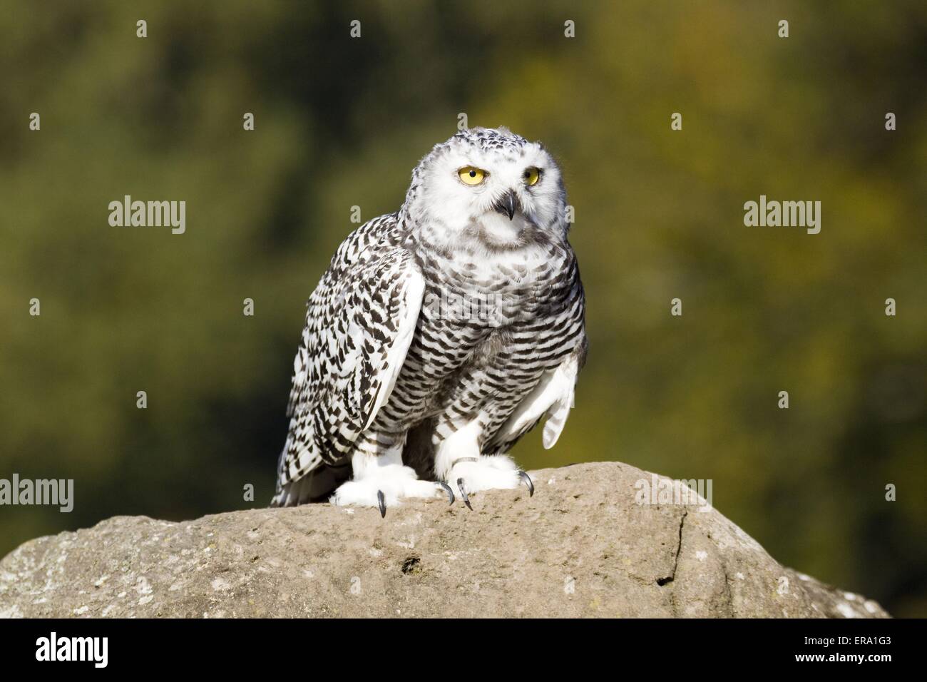 Owl snow landscape hi-res stock photography and images - Alamy