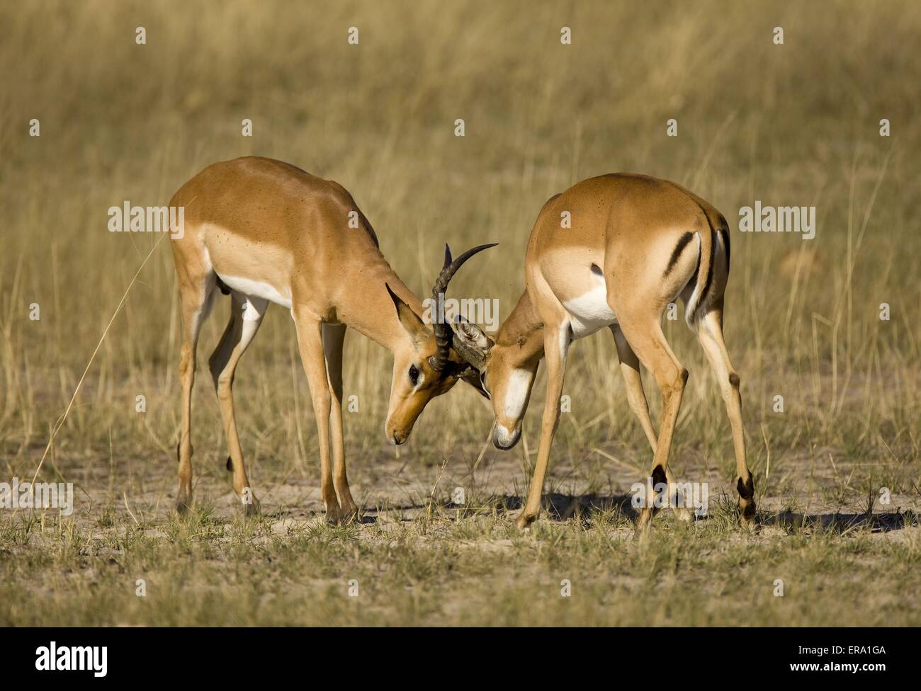 Impala fighting horn hi-res stock photography and images - Alamy