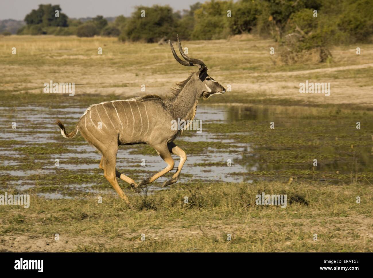 Kudu side profile hi-res stock photography and images - Alamy