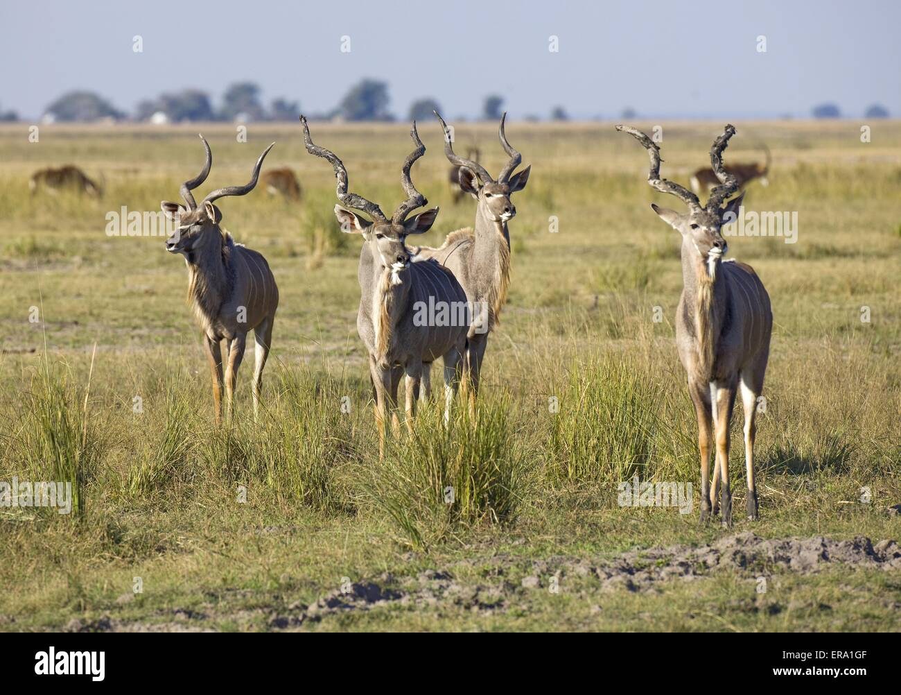 Group of kudus hi-res stock photography and images - Alamy