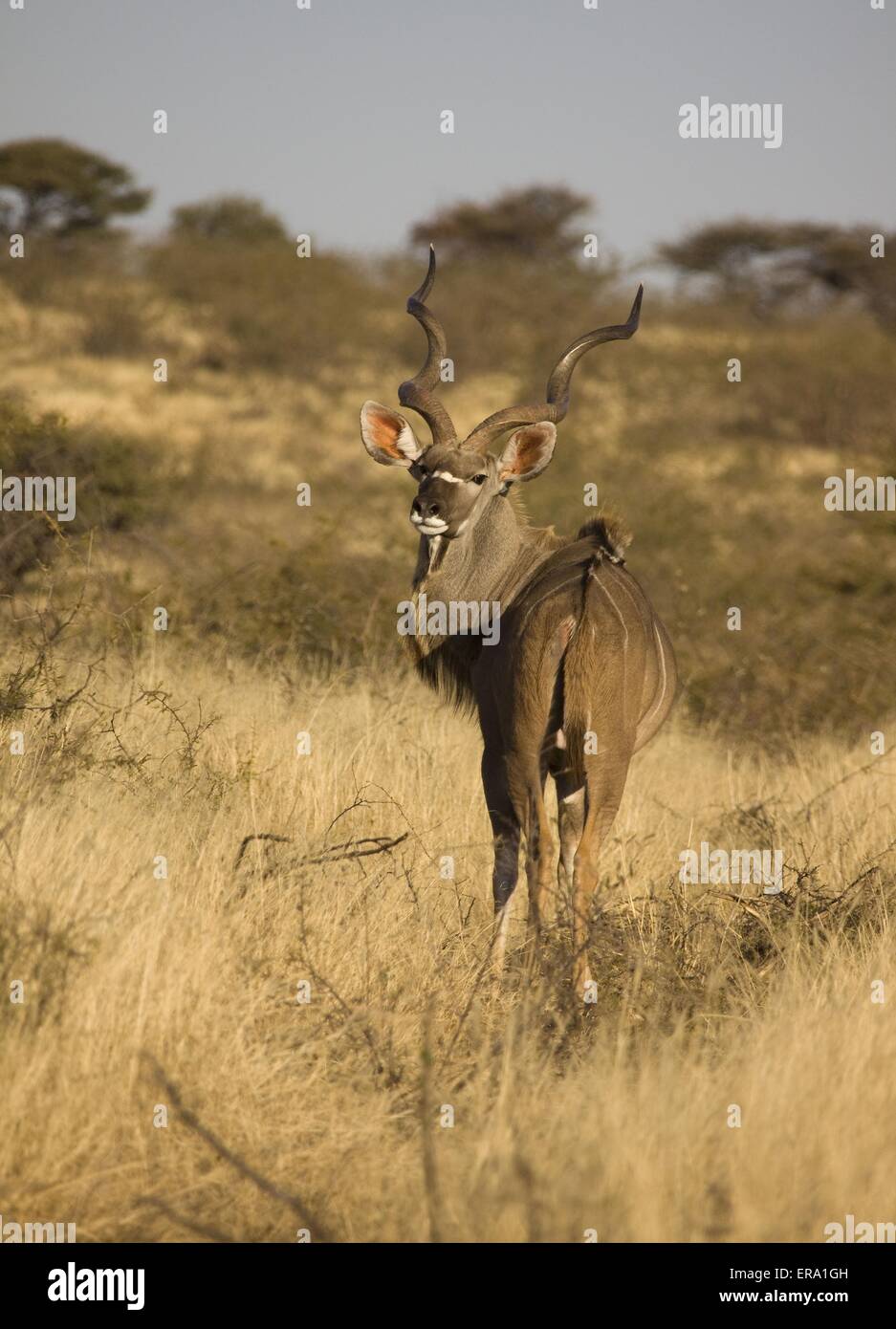 A Great Kudu High Resolution Stock Photography and Images - Alamy