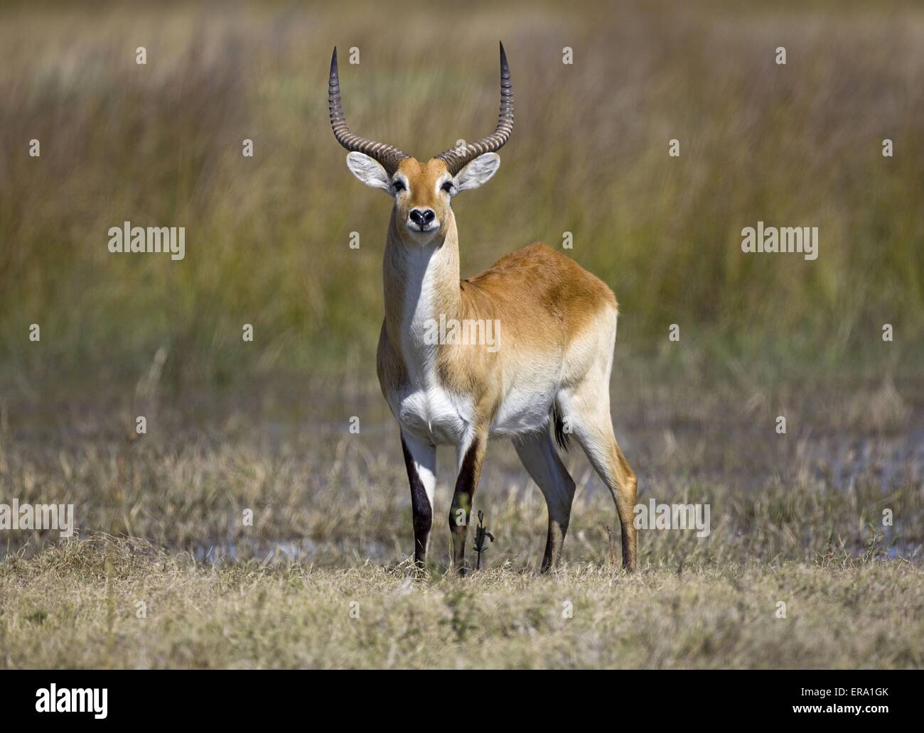 Lechwen hi-res stock photography and images - Alamy