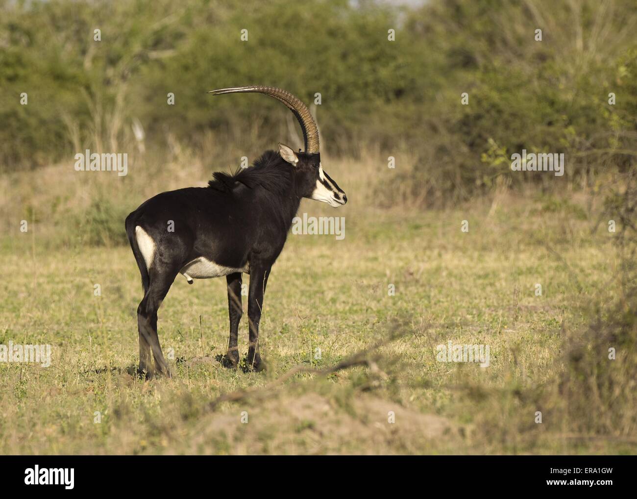 Sable antelope stands hi-res stock photography and images - Alamy