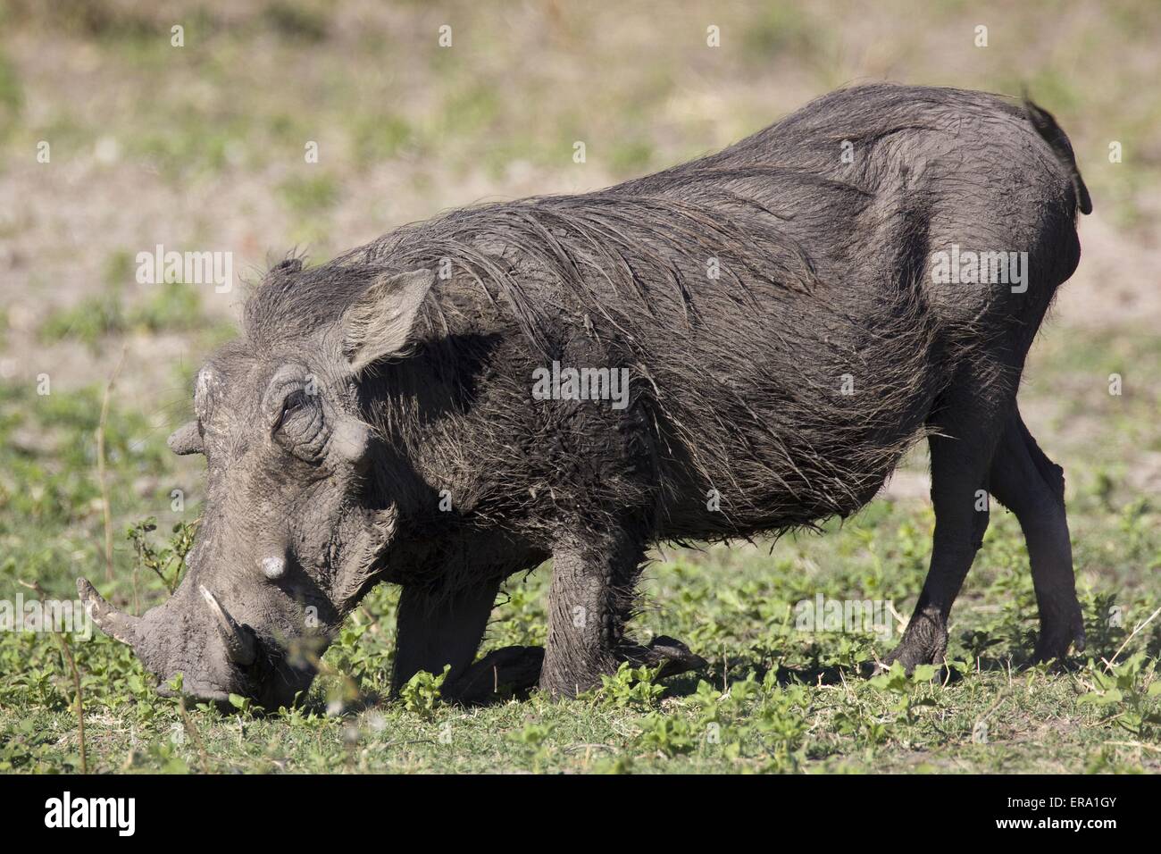 Warthog behavior hi-res stock photography and images - Alamy