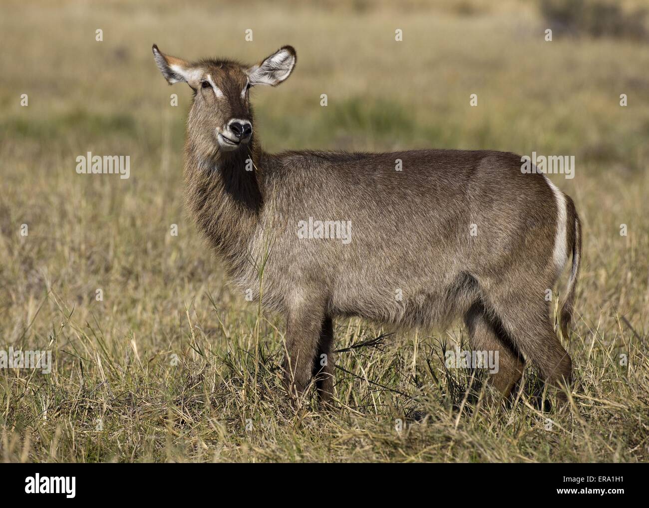 Waterbuck side view hi-res stock photography and images - Alamy