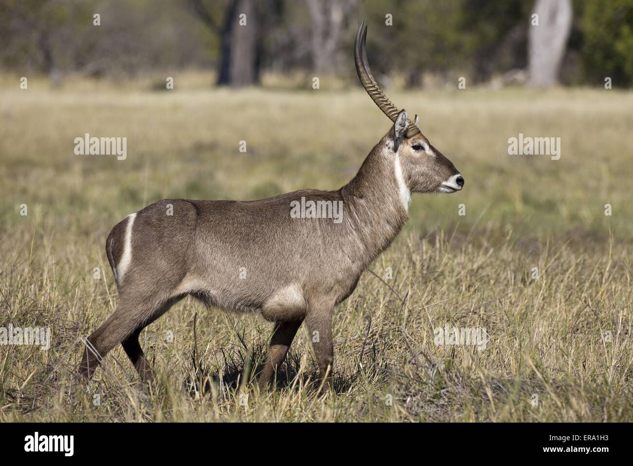 Waterbuck walking hi-res stock photography and images - Alamy