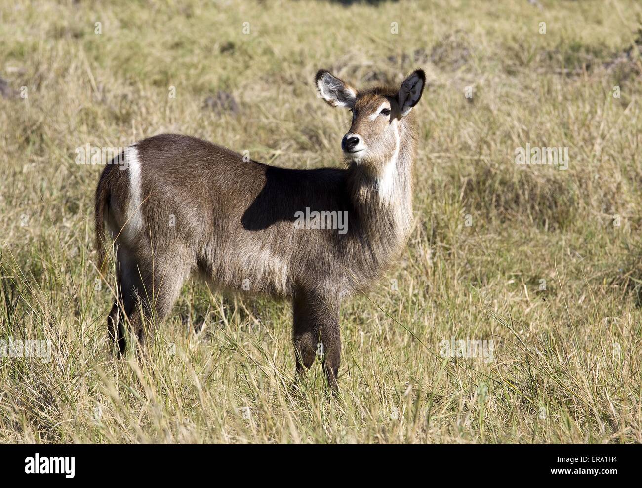 Waterbuck side view hi-res stock photography and images - Alamy