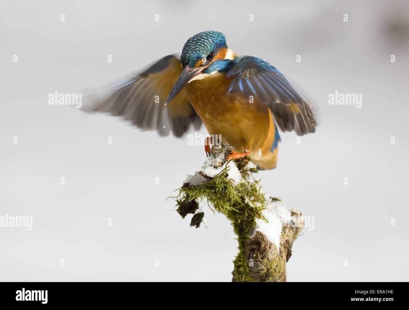 Kingfisher flapping wings hi-res stock photography and images - Alamy