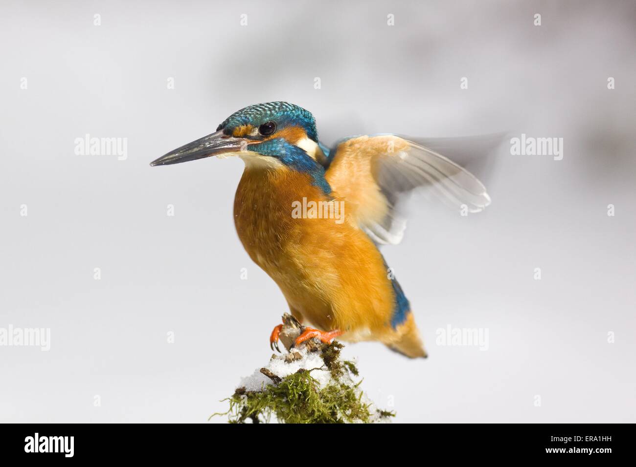 Kingfisher flapping wings hi-res stock photography and images - Alamy