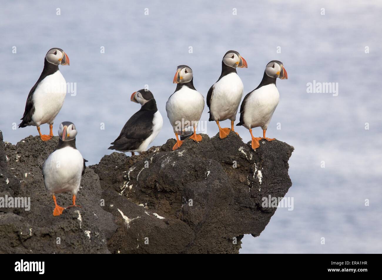 Group atlantic puffins common hi-res stock photography and images - Alamy