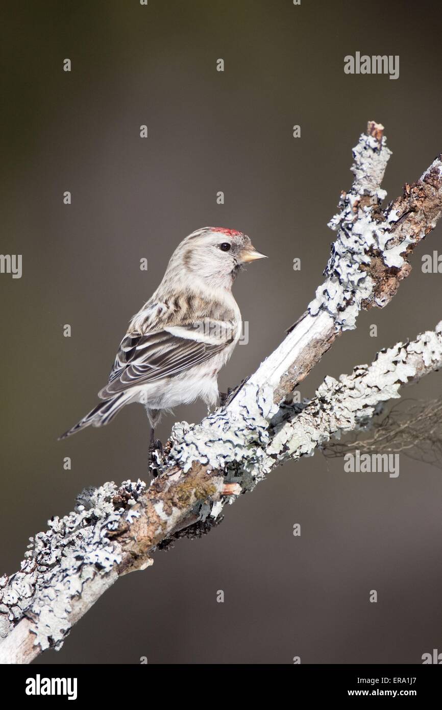 Redpolls songbirds hi-res stock photography and images - Alamy
