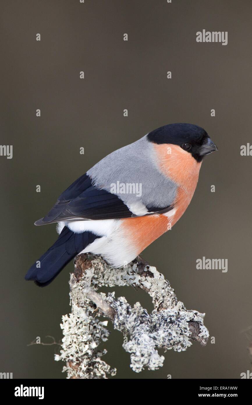 Bullfinch pyrrhula male branches hi-res stock photography and images ...