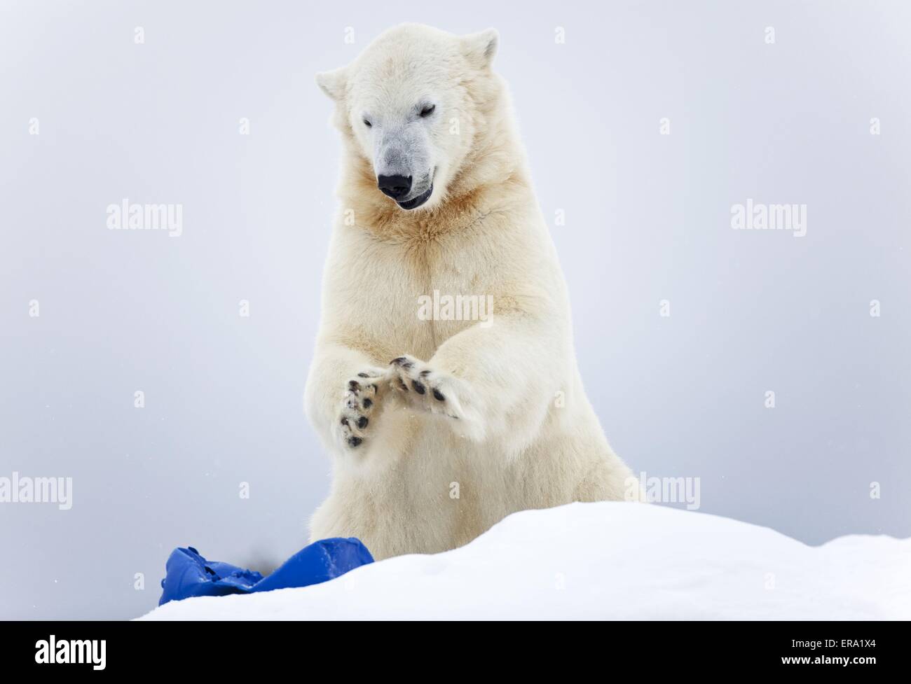 Bear playing with ice hi-res stock photography and images - Alamy