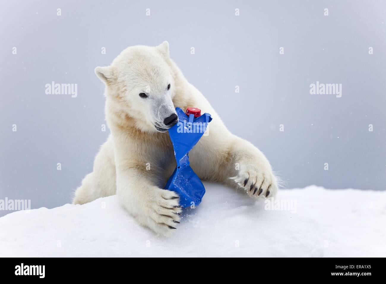 Bear playing with ice hi-res stock photography and images - Alamy