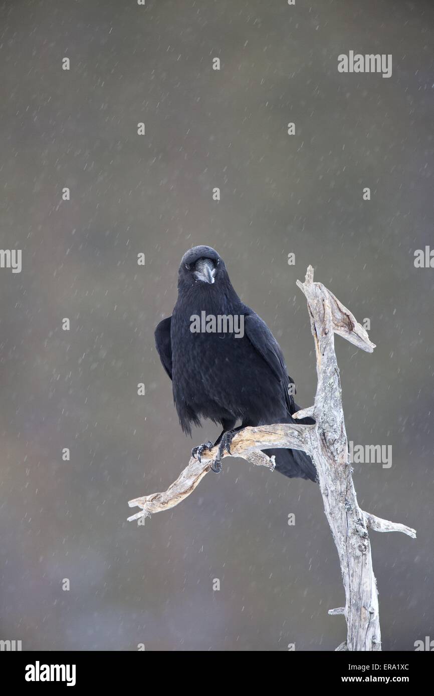 Raven size hi-res stock photography and images - Alamy