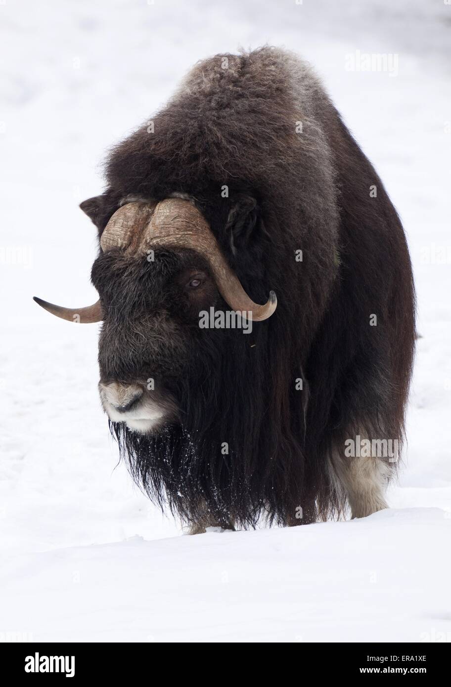 Musk size hi-res stock photography and images - Alamy