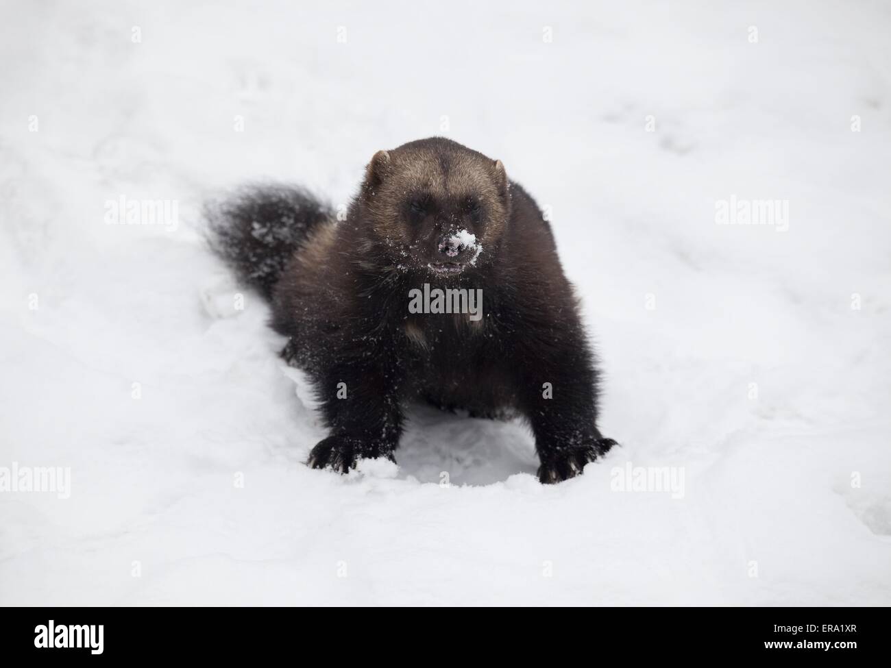 Wolverine animal with prey hi-res stock photography and images - Alamy