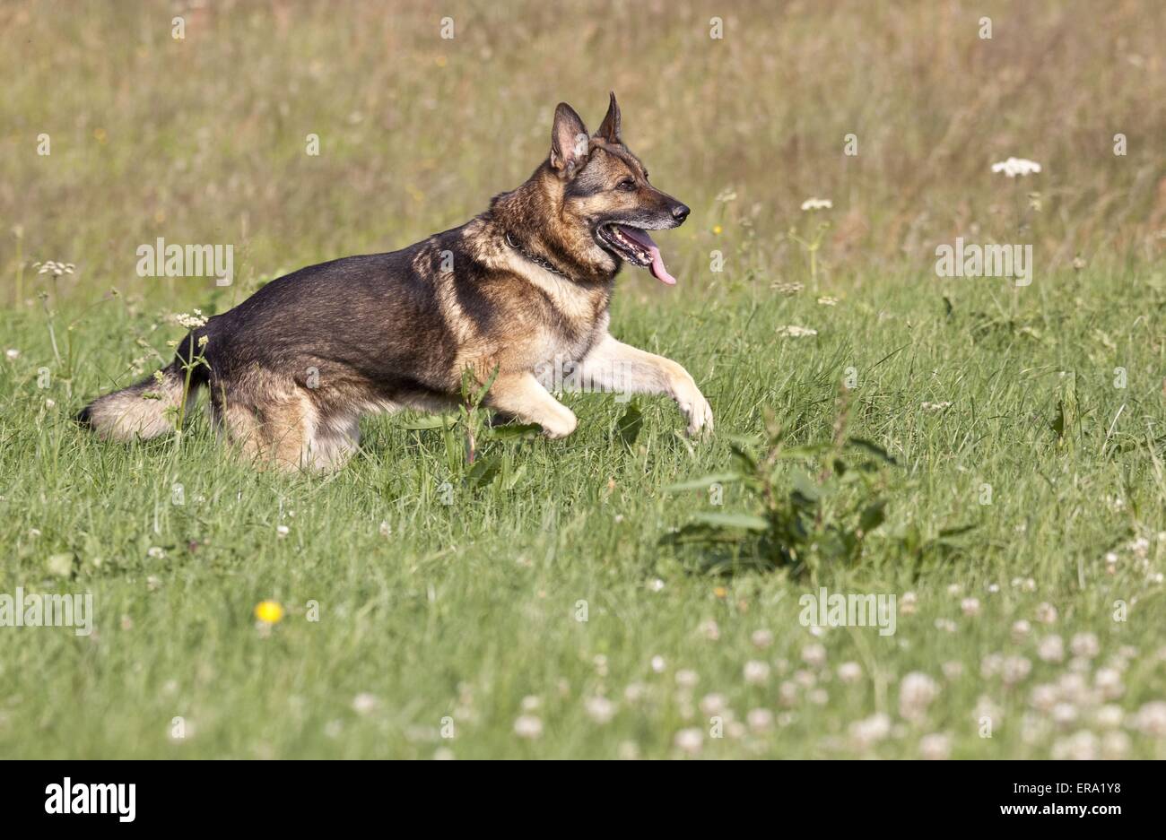 running German Shepherd Stock Photo - Alamy
