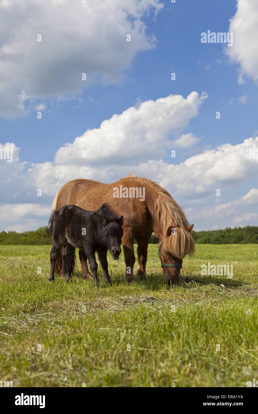 Shetland Pony Foal Shetty High Resolution Stock Photography and Images ...