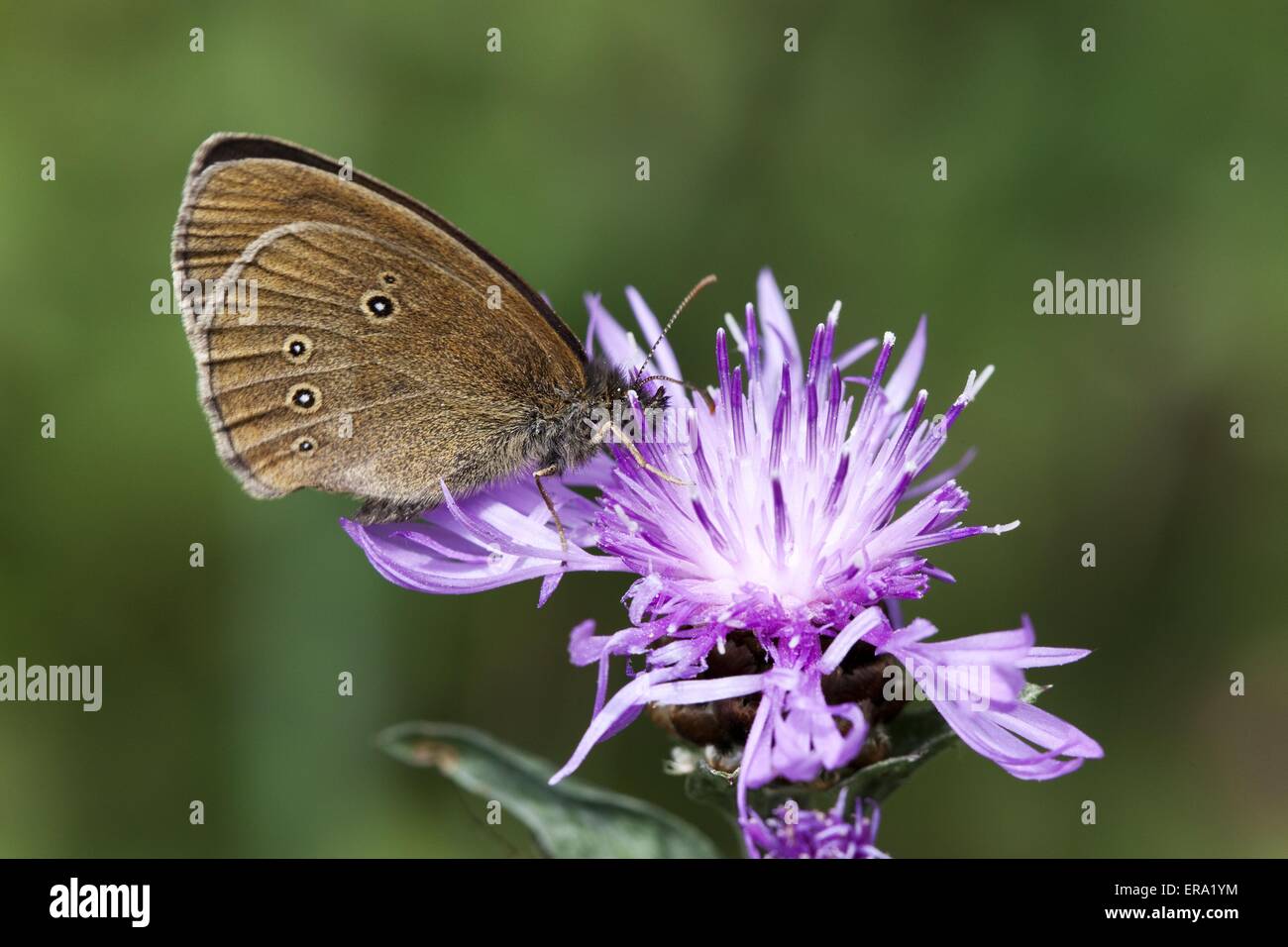 Four footed animals hi-res stock photography and images - Alamy