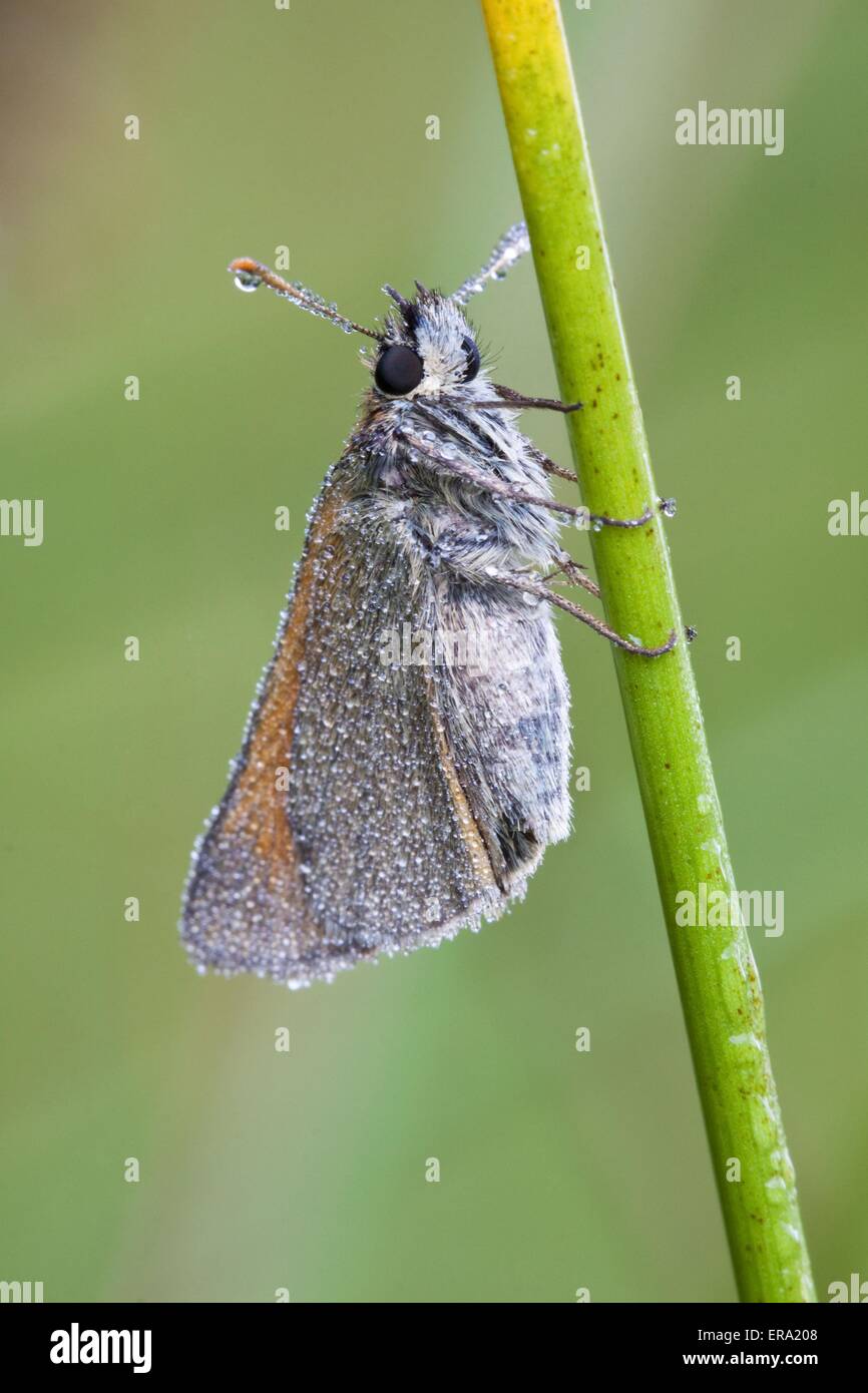 Lateral view of skipper butterfly hi-res stock photography and images ...
