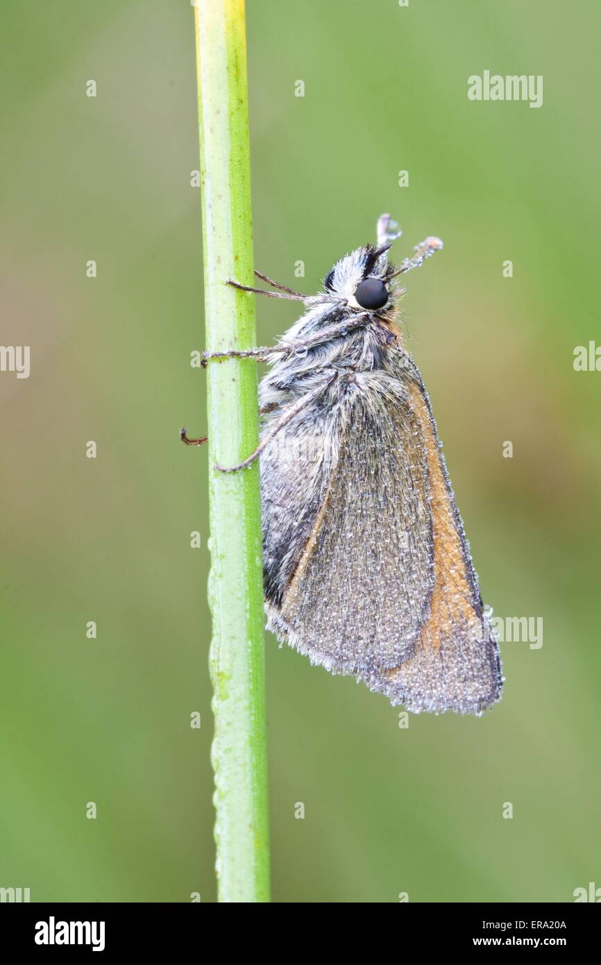 Lateral view of skipper butterfly hi-res stock photography and images ...