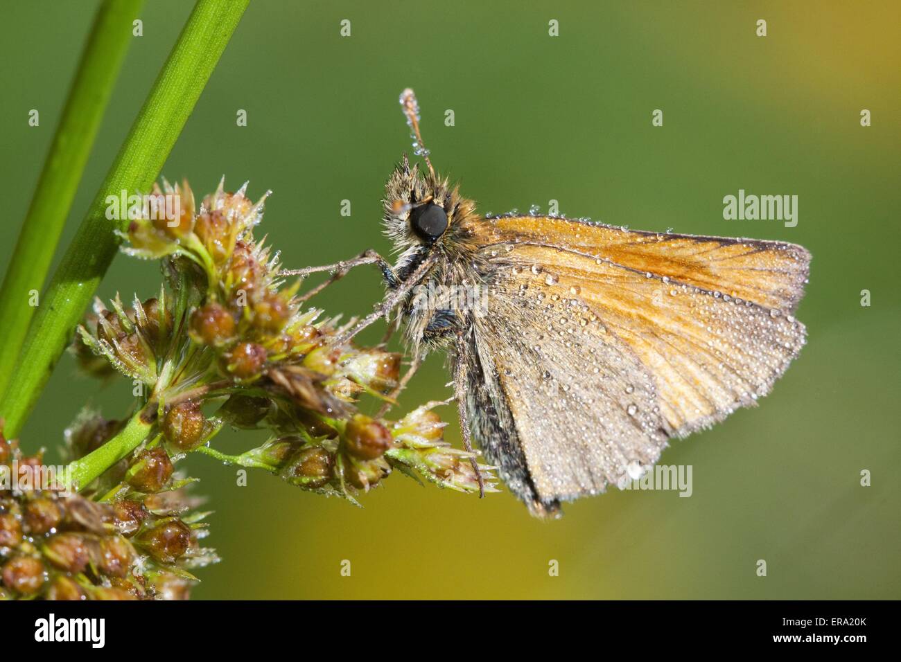 Lateral view of skipper butterfly hi-res stock photography and images ...