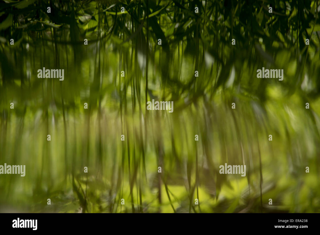 Reflection of plants hi-res stock photography and images - Alamy