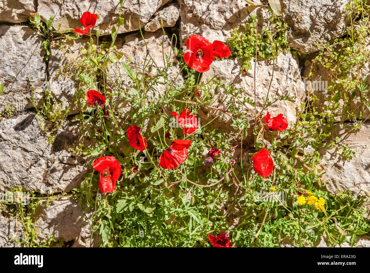 Poppies israel hi-res stock photography and images - Alamy