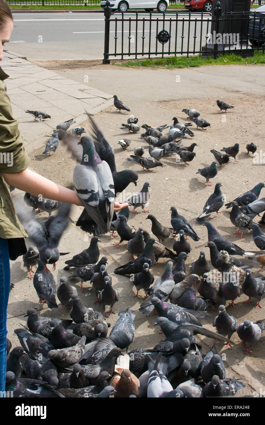 A flock of tame pigeons Stock Photo - Alamy