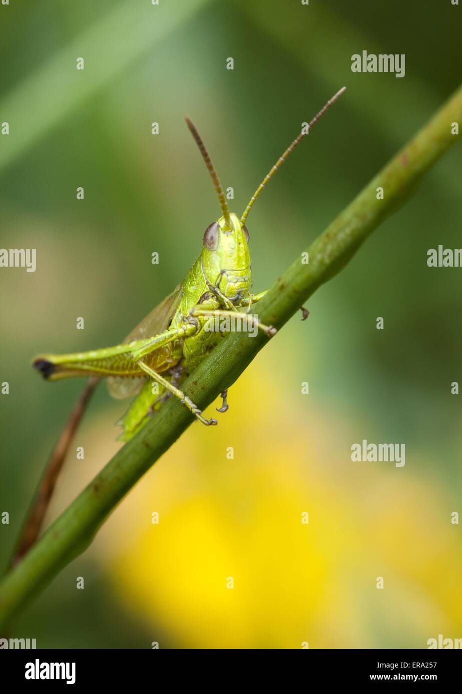 Grasshopper Side View High Resolution Stock Photography and Images - Alamy