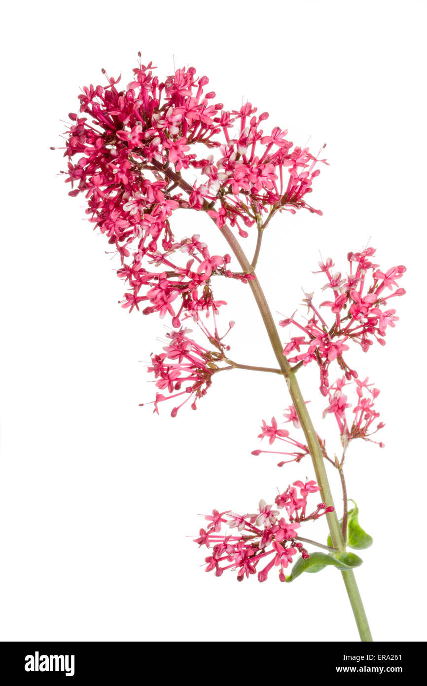Red Valerian taken using field studio Stock Photo - Alamy