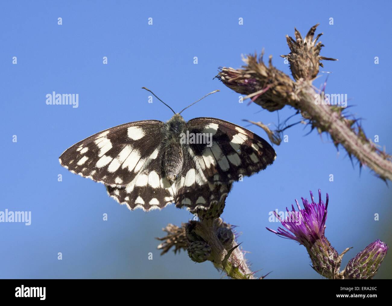 marbled white butterfly Stock Photo - Alamy