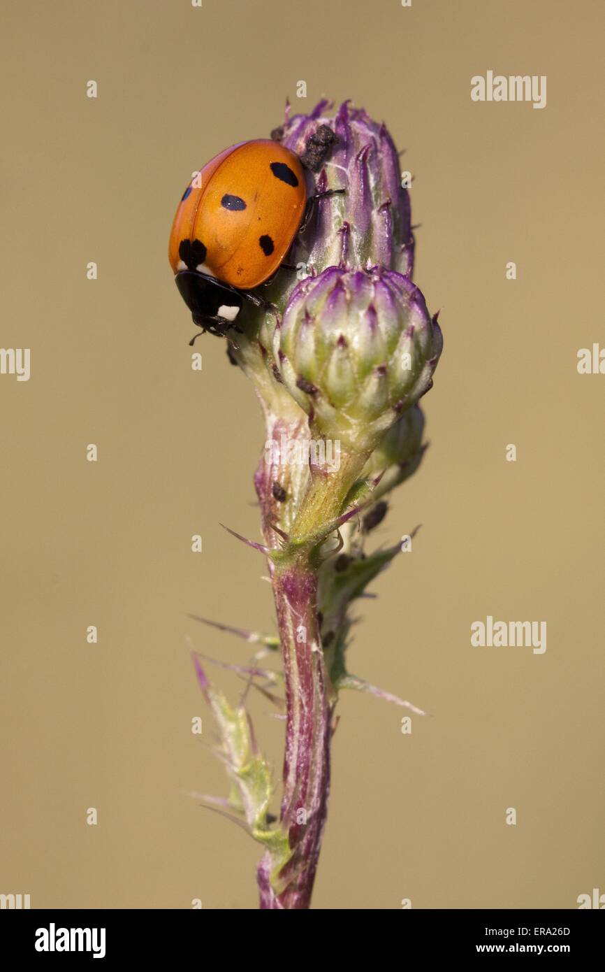 Ladybird side view hi-res stock photography and images - Alamy