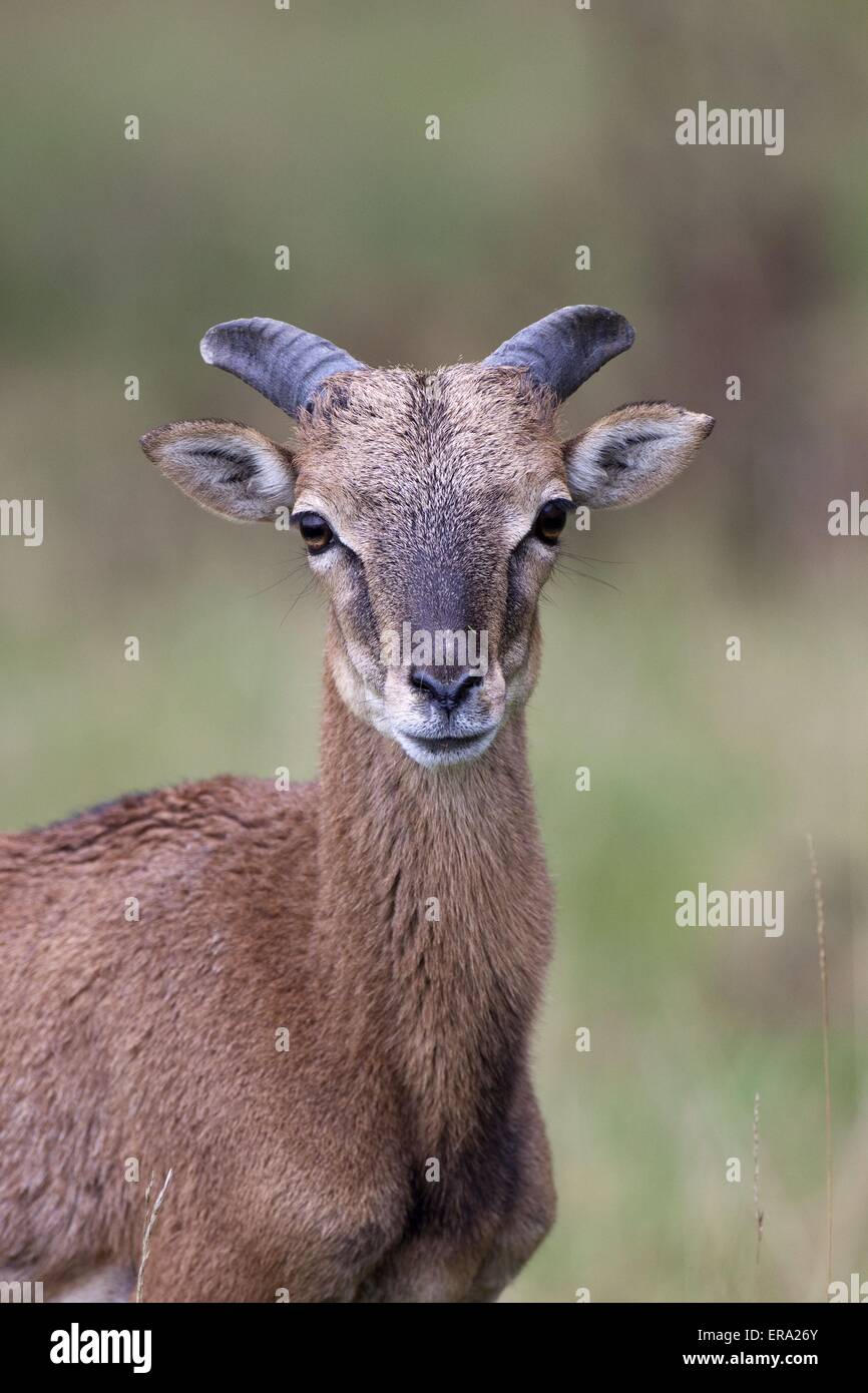 Argali Sheep High Resolution Stock Photography and Images - Alamy