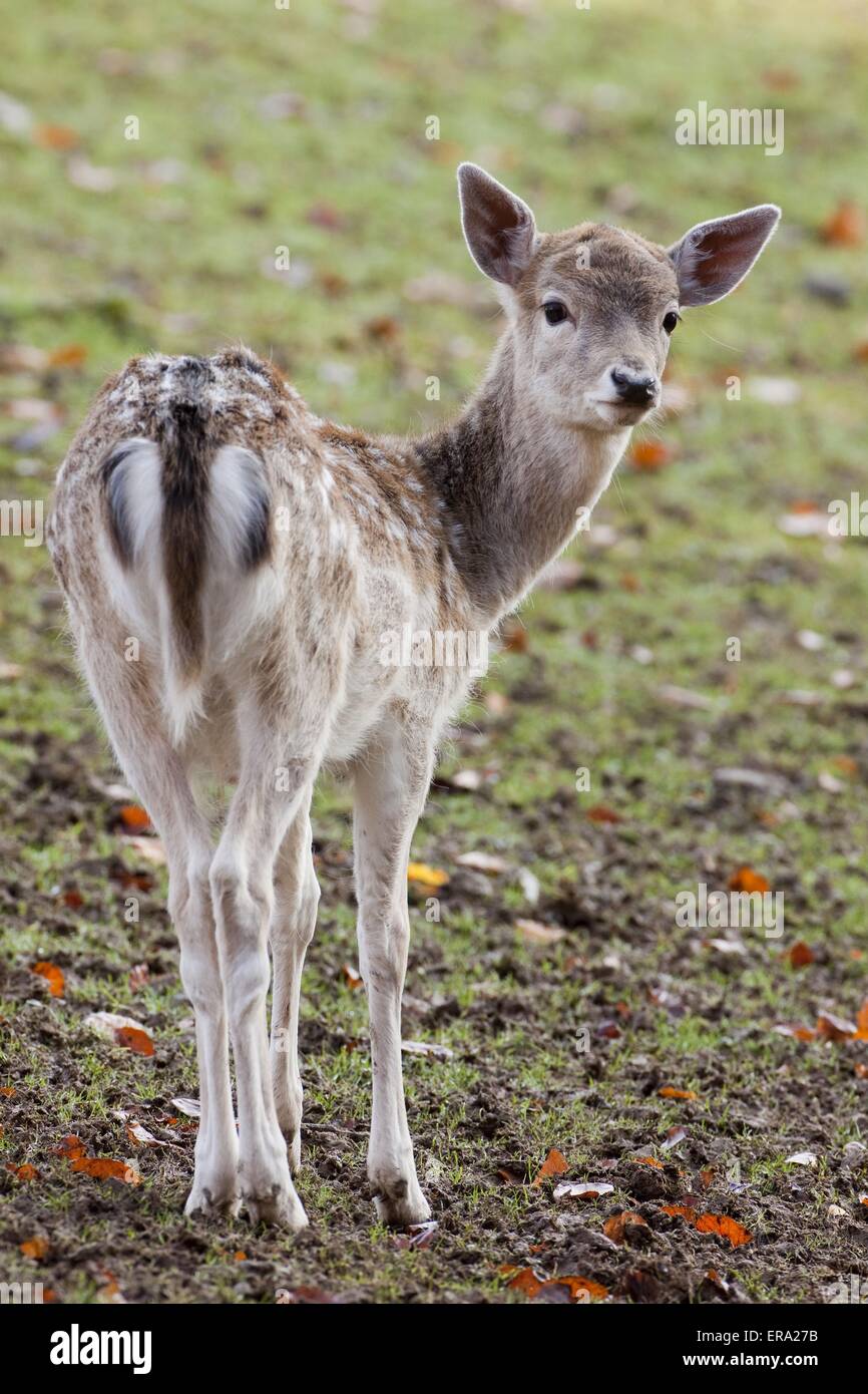 Deer fallow rear view hi-res stock photography and images - Alamy