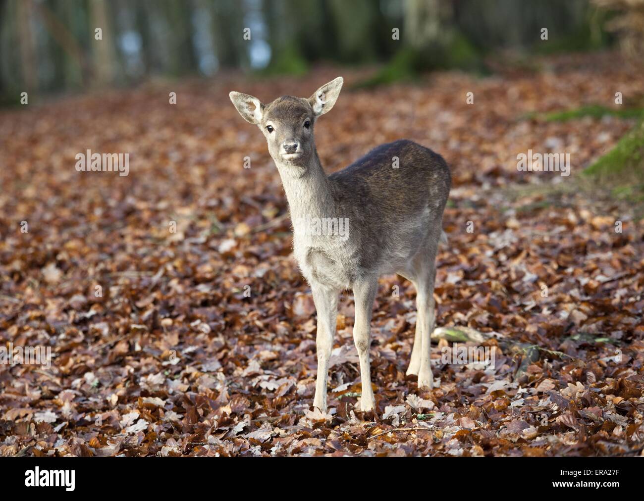 Female fallow deer forest hi-res stock photography and images - Alamy