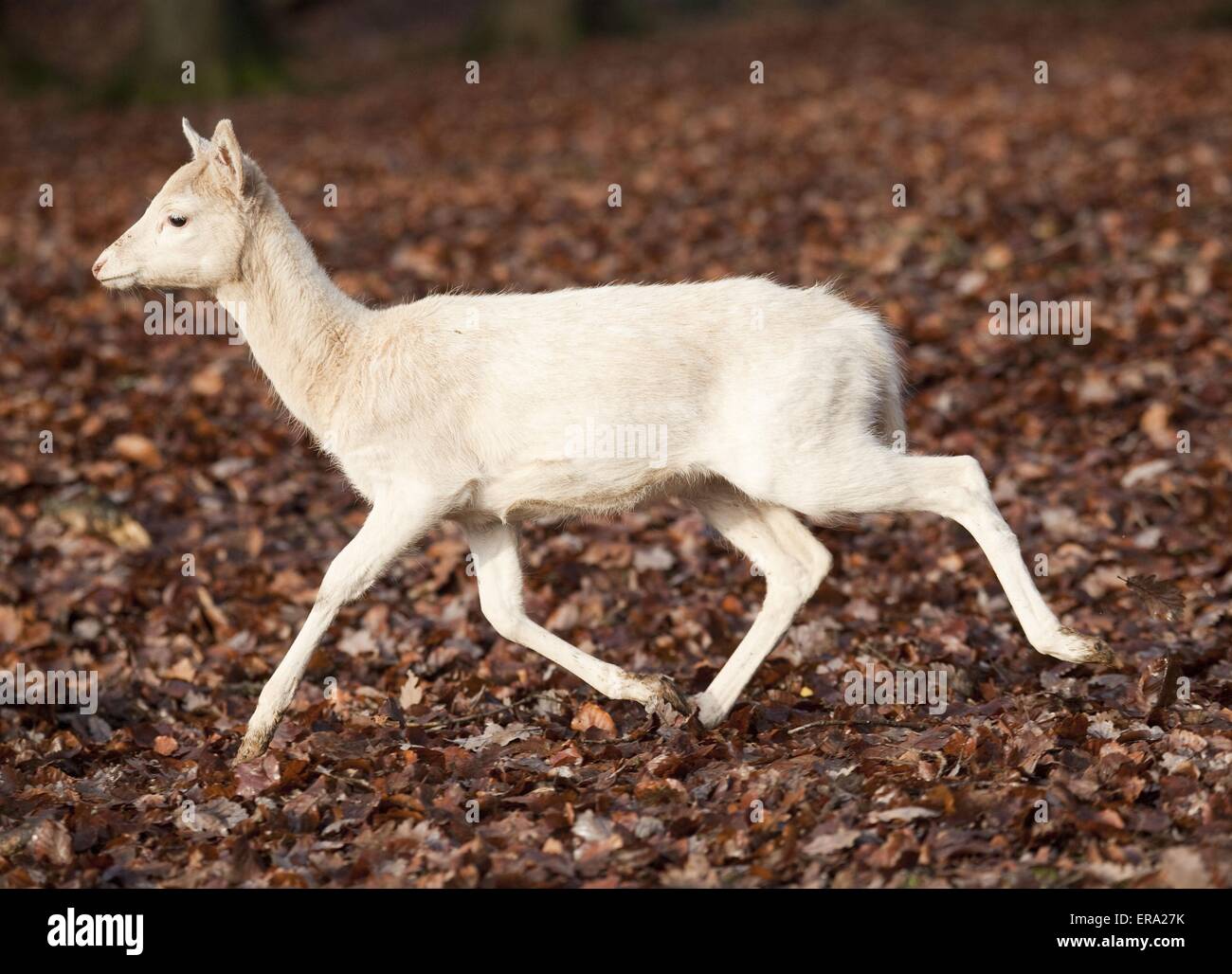 young fallow deer Stock Photo - Alamy