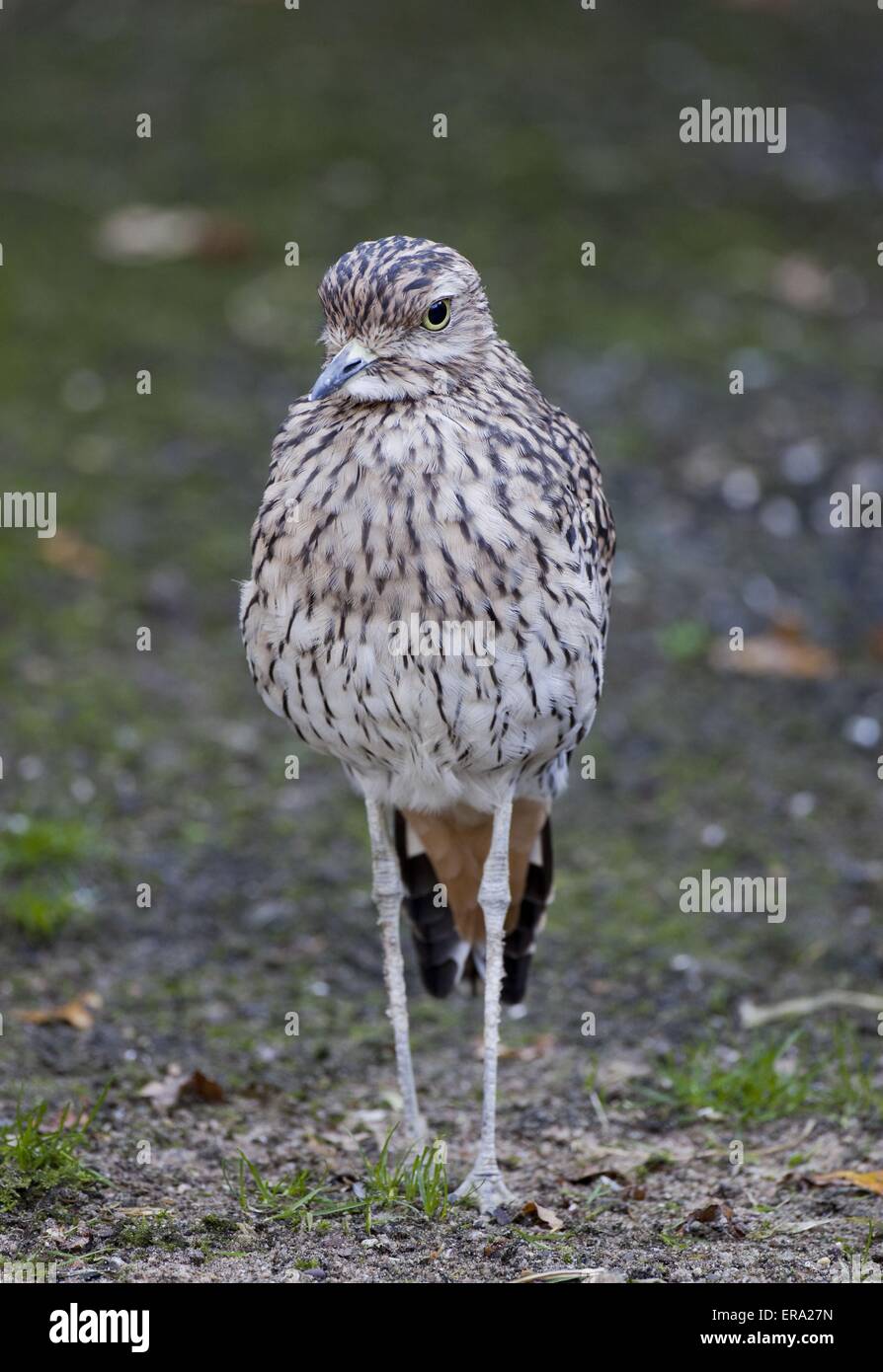 Dikkops hi-res stock photography and images - Alamy